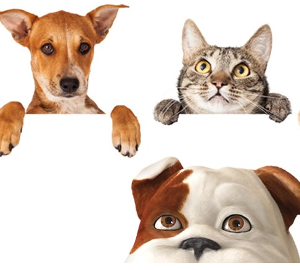 Churchill Pet Insurance Savings, Offers & Voucher Codes from KidStart